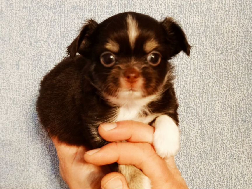 Малыши карандаши