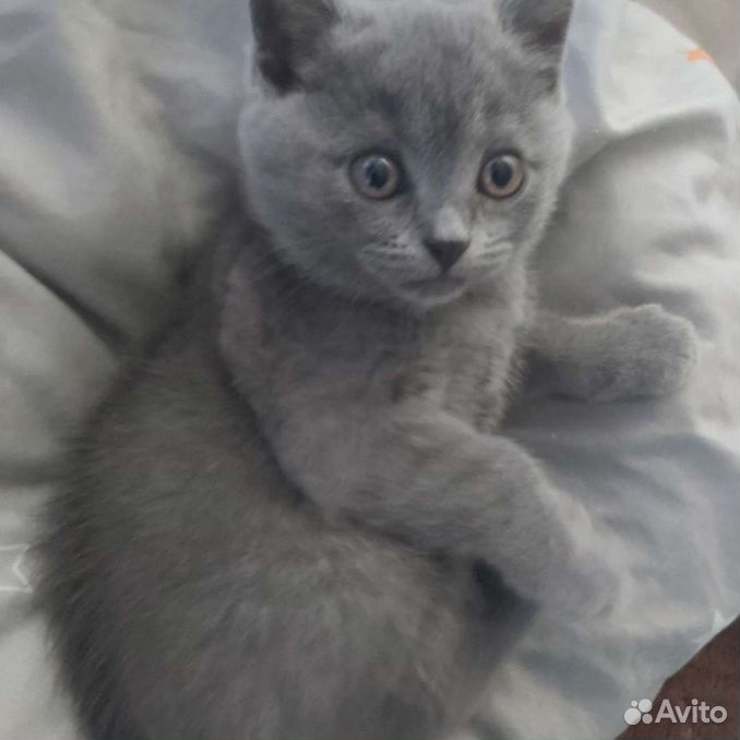 Красотка британка