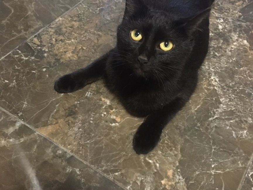 Продажа Кошки