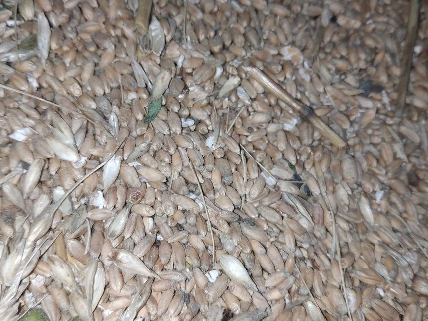 Зерноотходы пшеничные