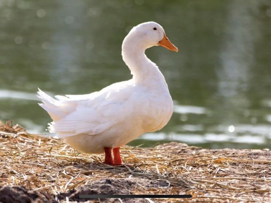 Французская утка