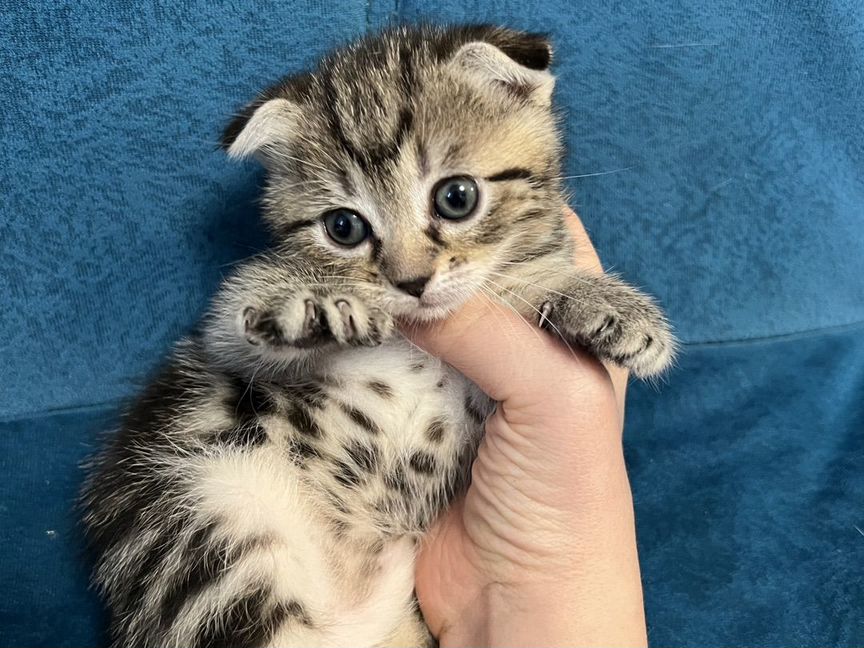 Шотландский вислоухий котенок