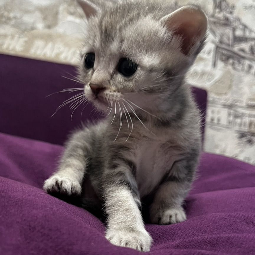 Шотландский вислоухий короткошёрстный котёнок