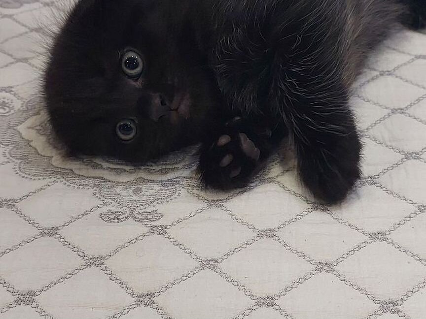 Котята скотиш фолд