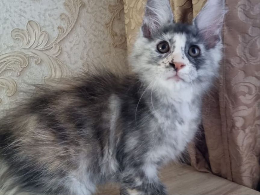 Котята мейн-кун