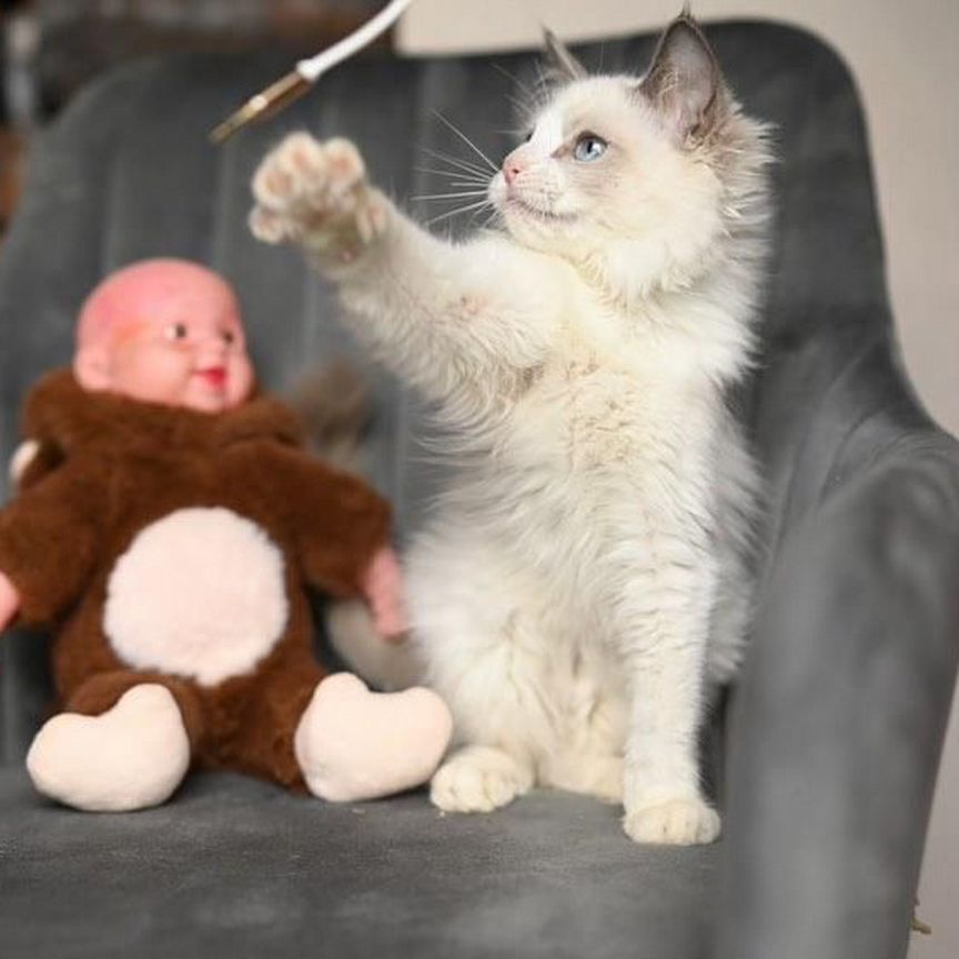 Котята рэгдолл