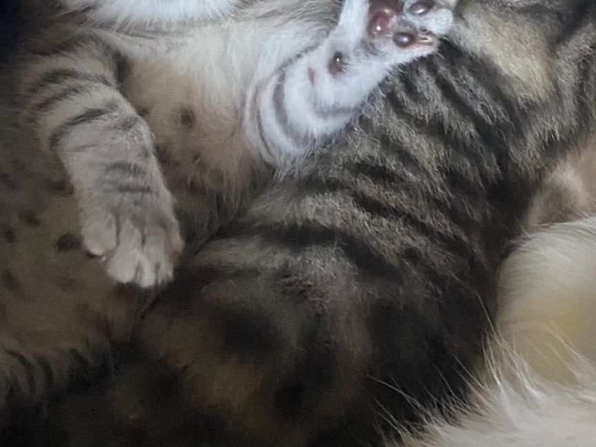 Котики шотландские
