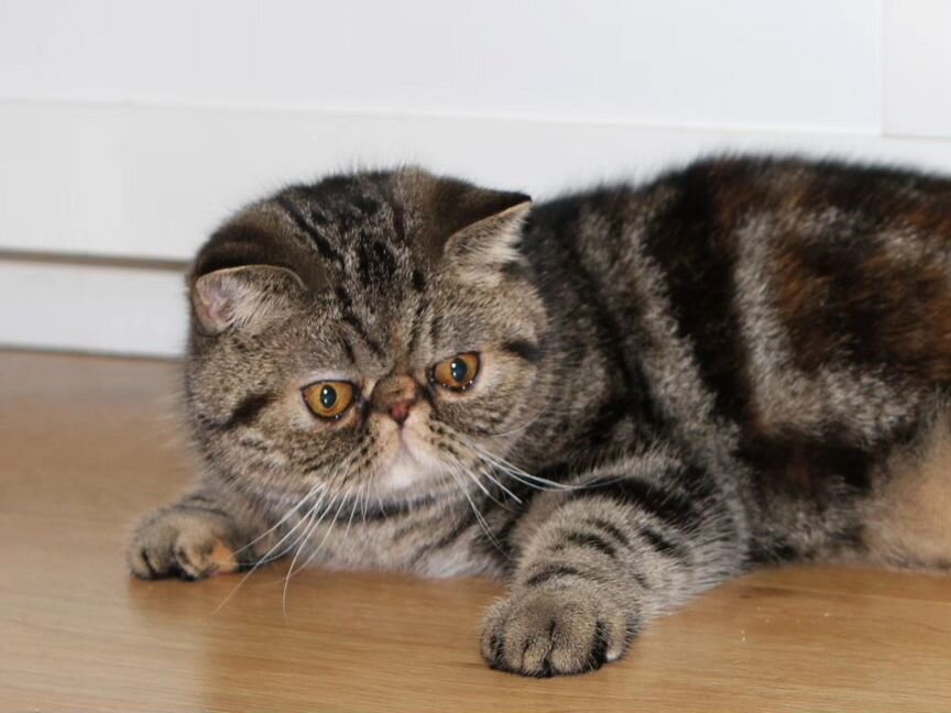 Экзотическая короткошерстная кошка