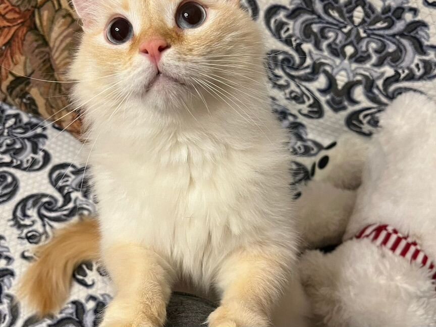 Невский маскарадный кот