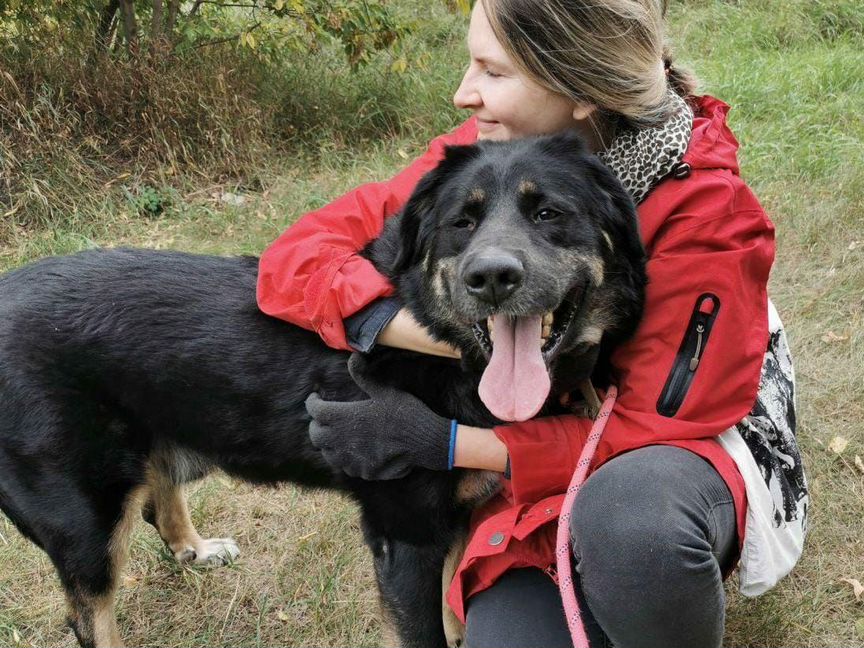 Очень добрый пес ищет маму и папу