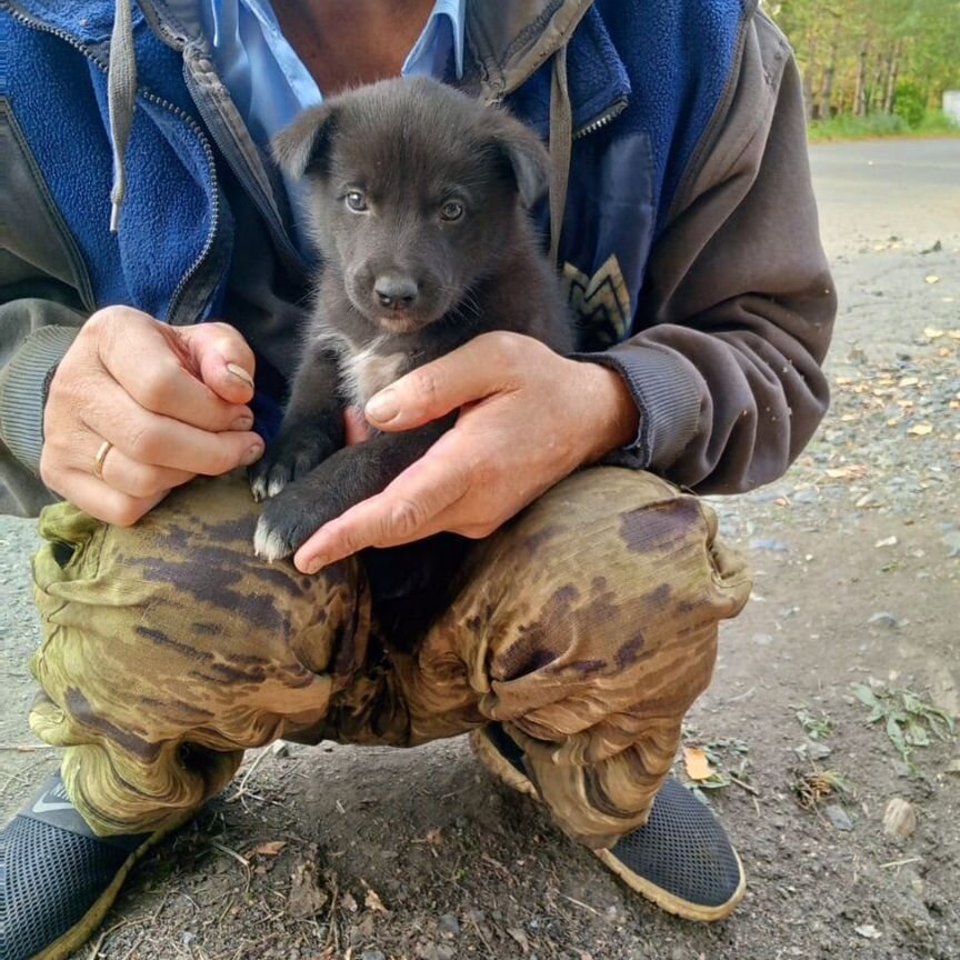 Щенок в добрые руки