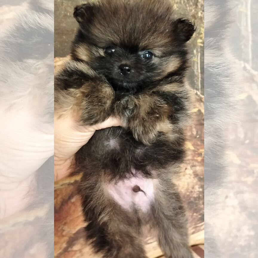 Померанский шпиц, щенок