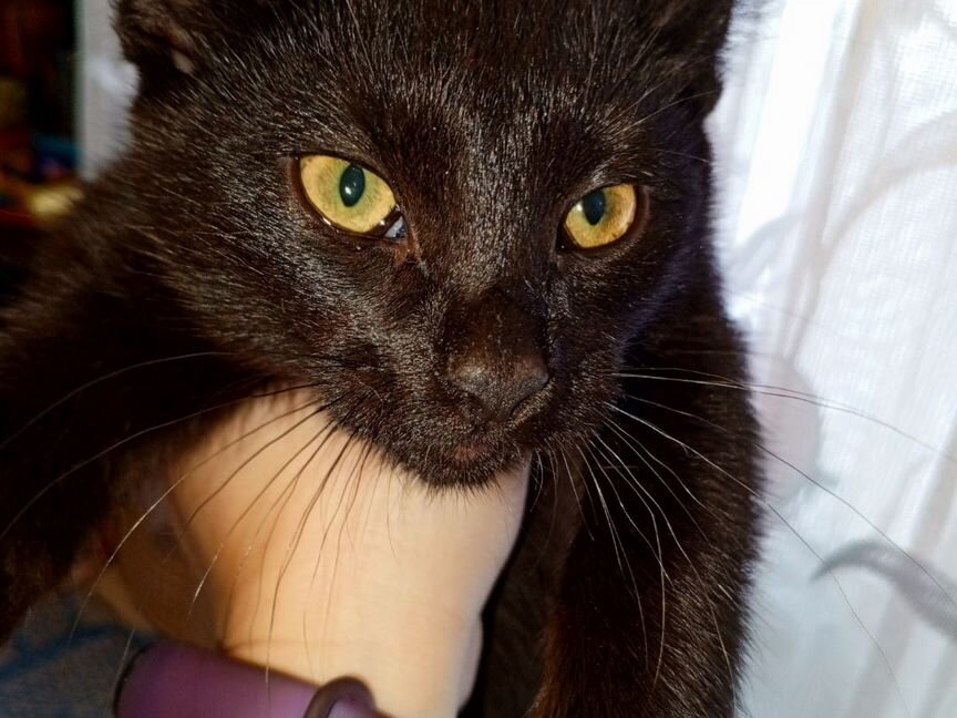 Котёнок, мама породистая