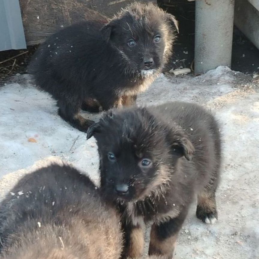 Щенок в добрые руки