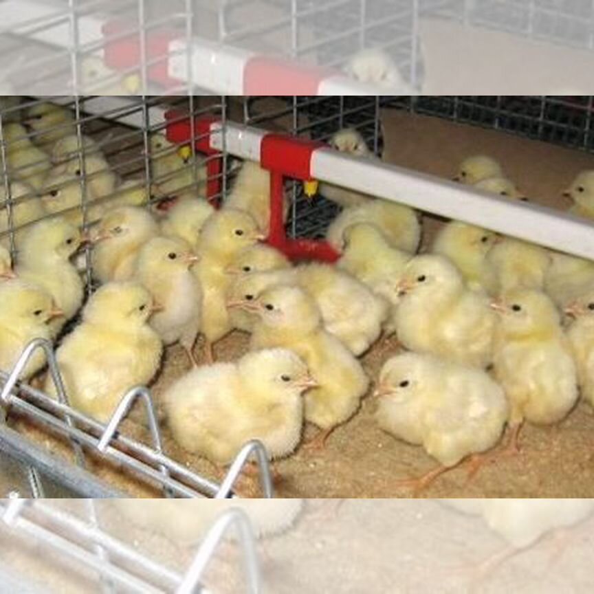 Белый крупный доминант 102