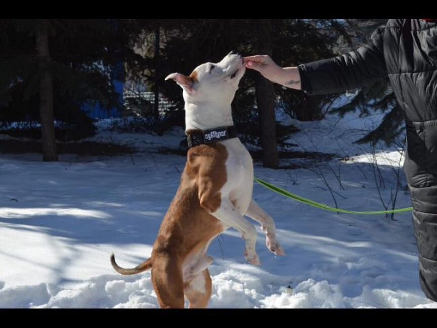 Молодой стафф в добрые руки