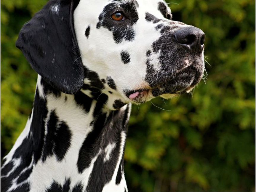 Далматин девочка