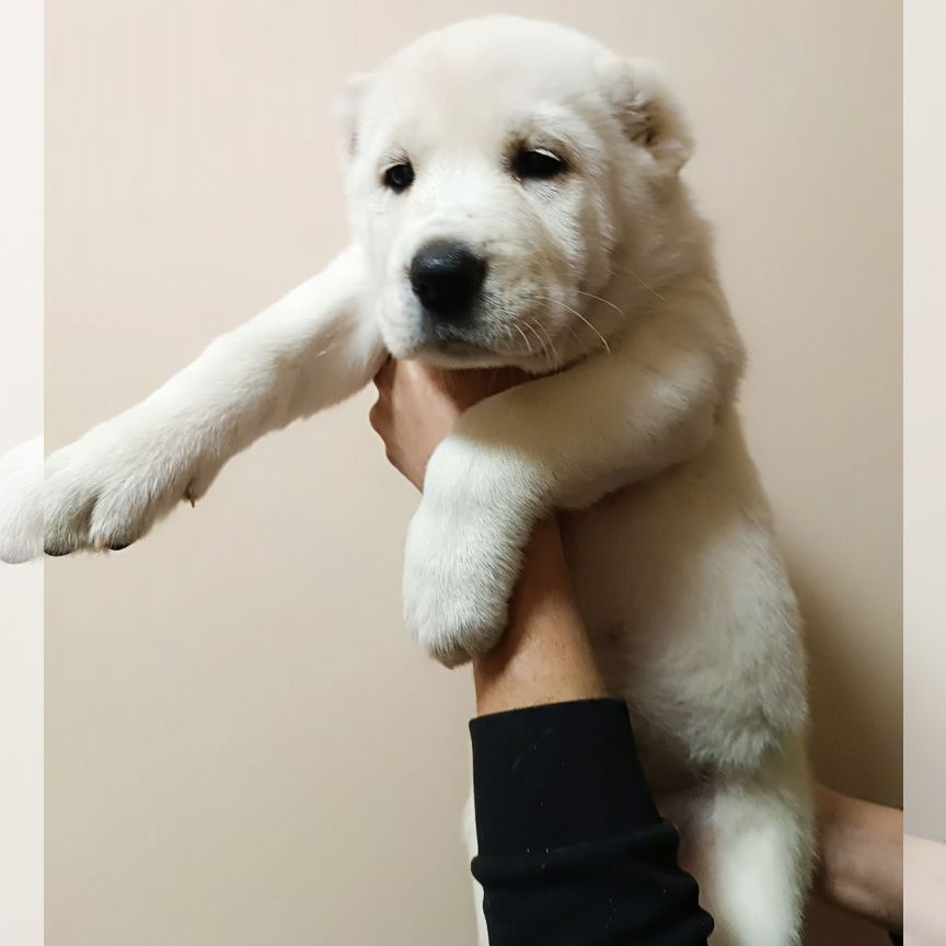 Среднеазиатская овчарка, щенок