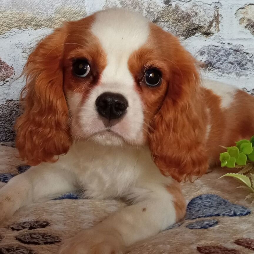 Кавалер кинг-чарльз-спаниель, щенок