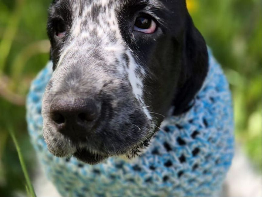 Собака английский кокер спаниель