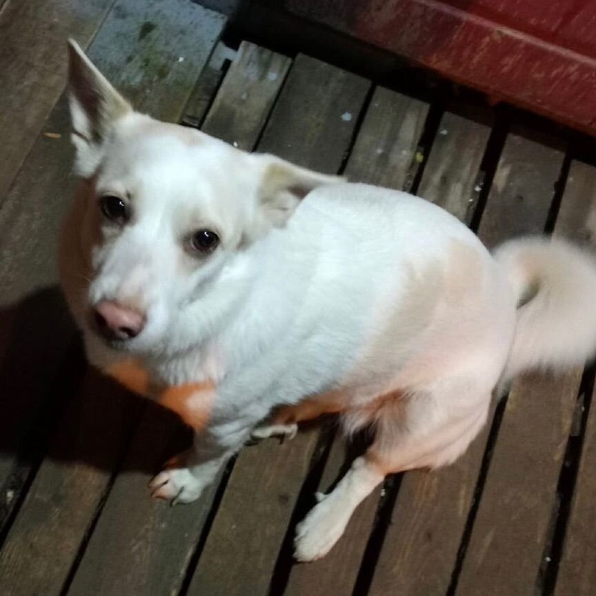 Взрослая собака в добрые руки