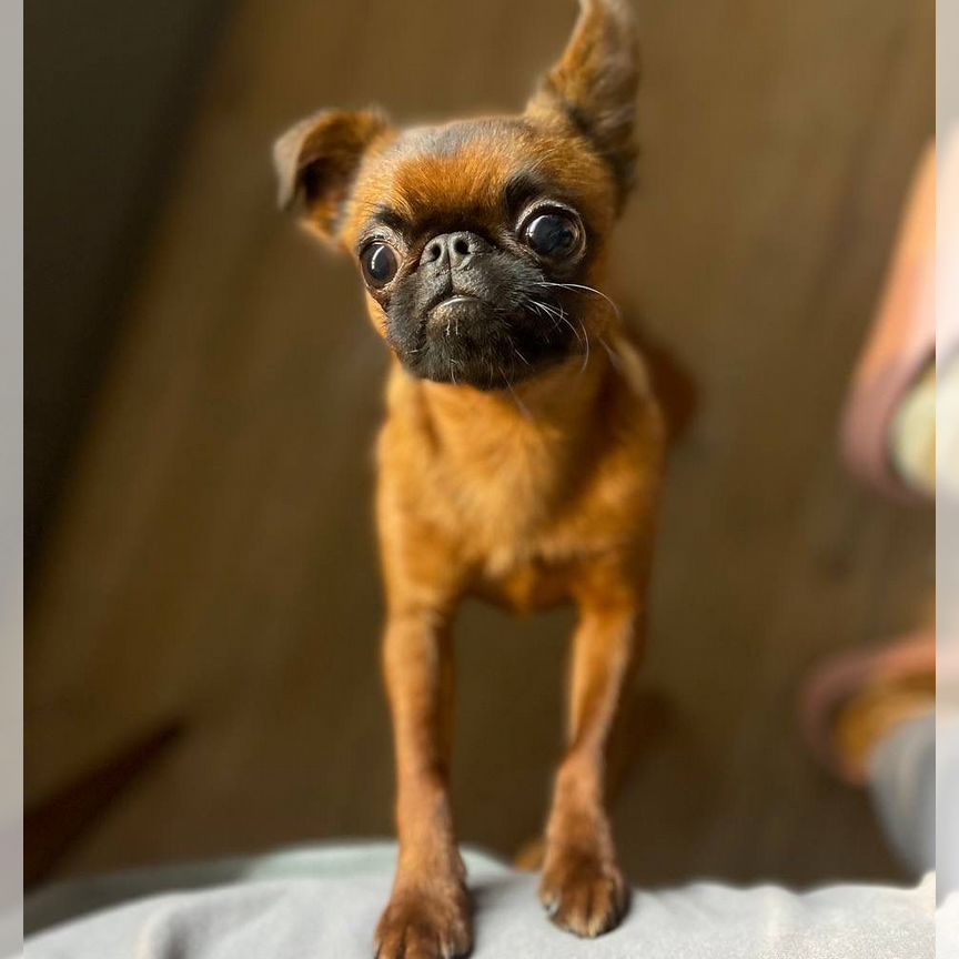 Случка/вязка собак