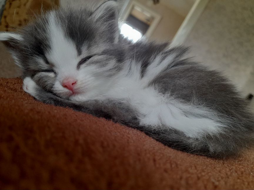 Кошечка