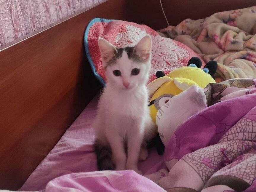 Отдам в добрые руки кошечку бесплатно и привезу