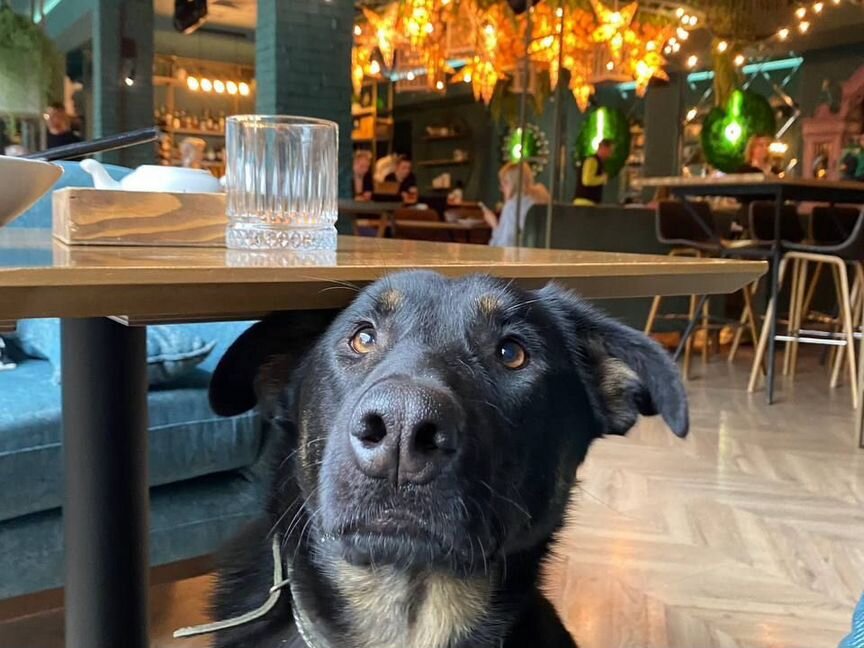 Роскошный чёрный немец овчарка в добрые руки