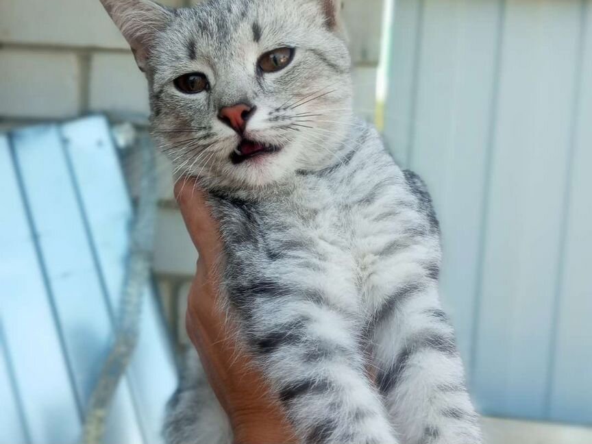 Кошка