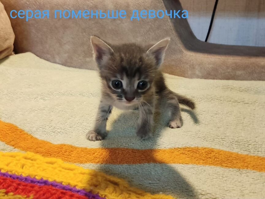 Малявочки в дар