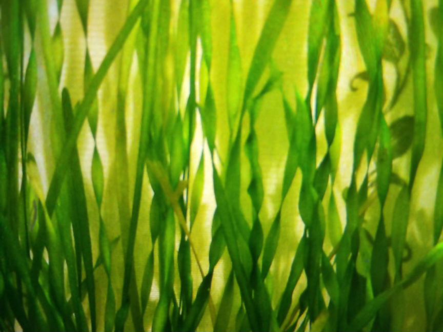 Растение в аквариумное