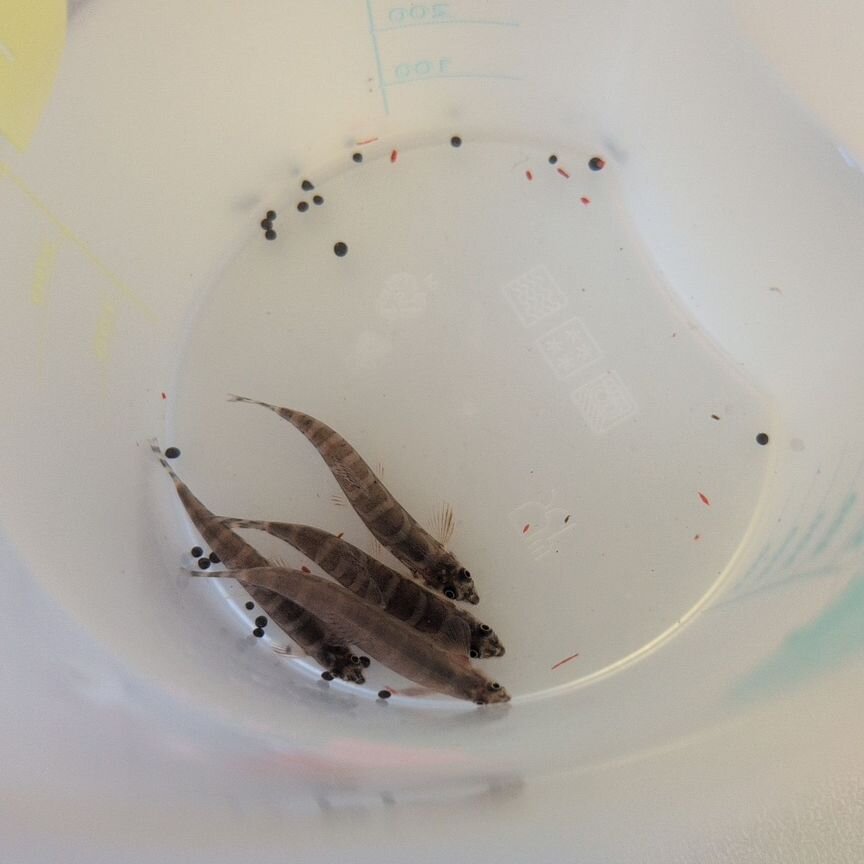 Вьюн зодиак