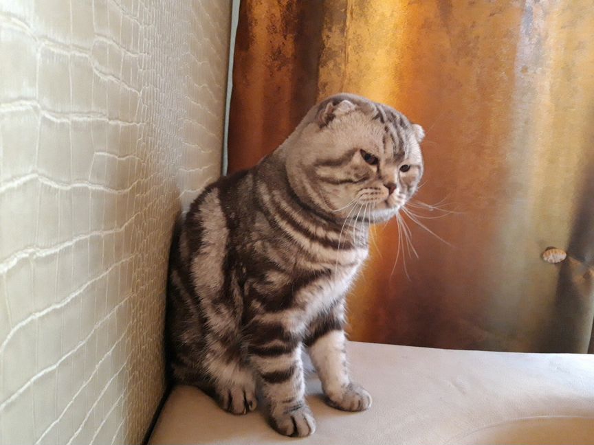 Приглашает кошек на вязку