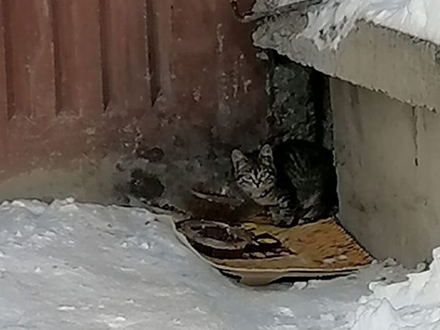 Котёнок