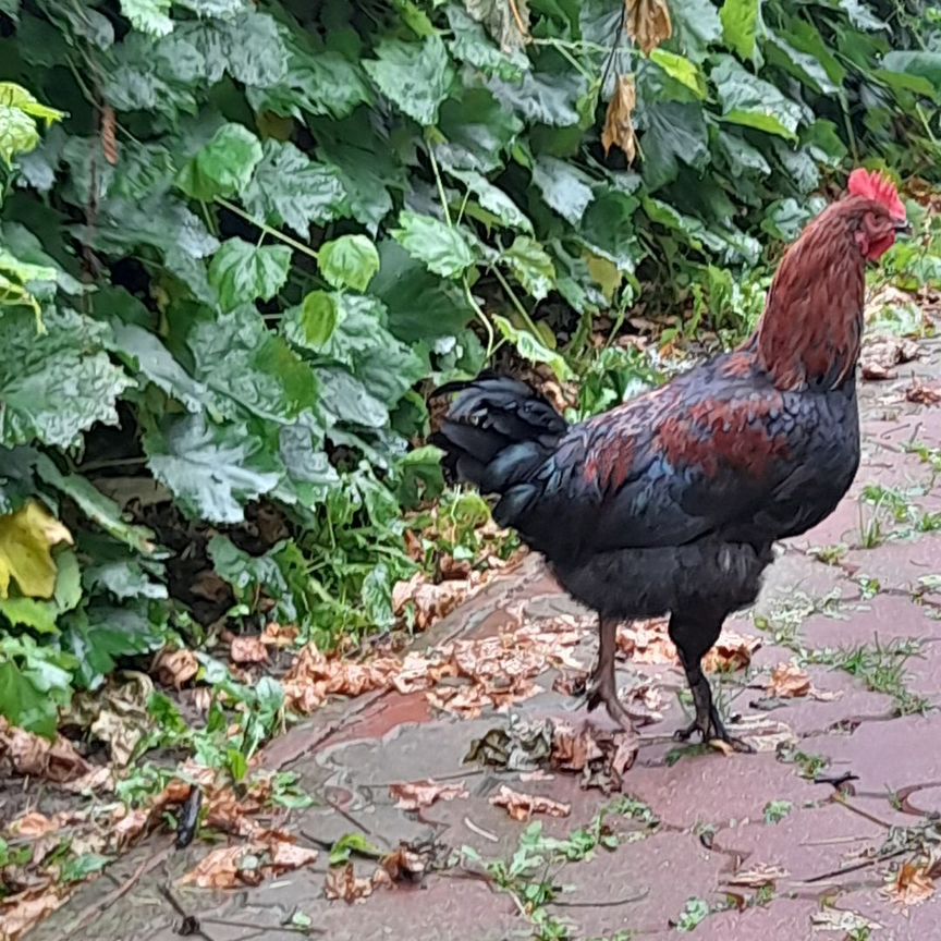 Петух 6- 7 мес