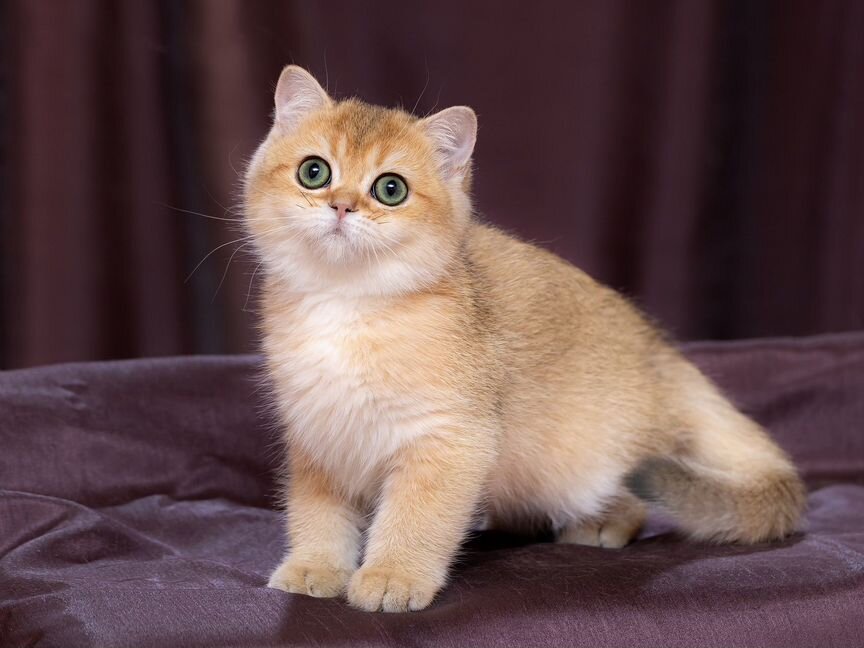 Золотые британские котята