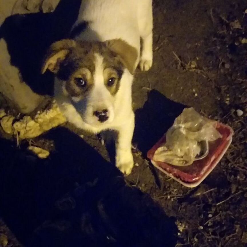 Собака в добрые руки