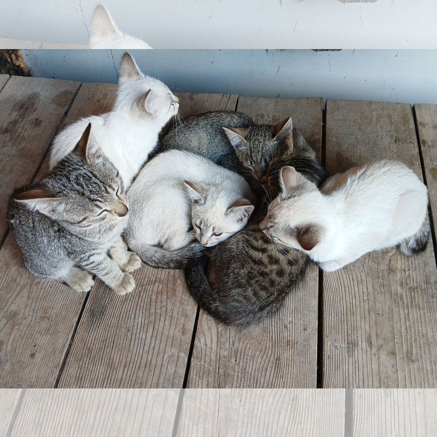 Котята в добрые руки бесплатно