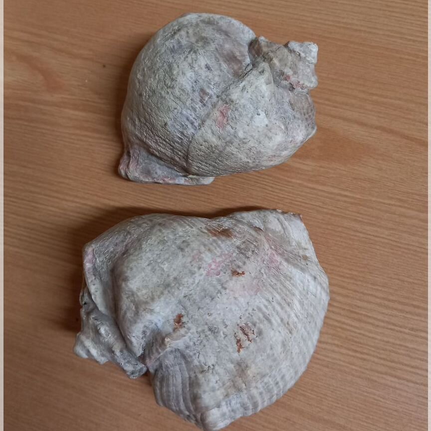 Ракушки рапанов