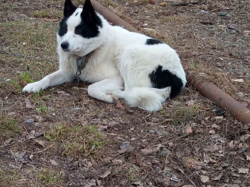 Щенки лайка