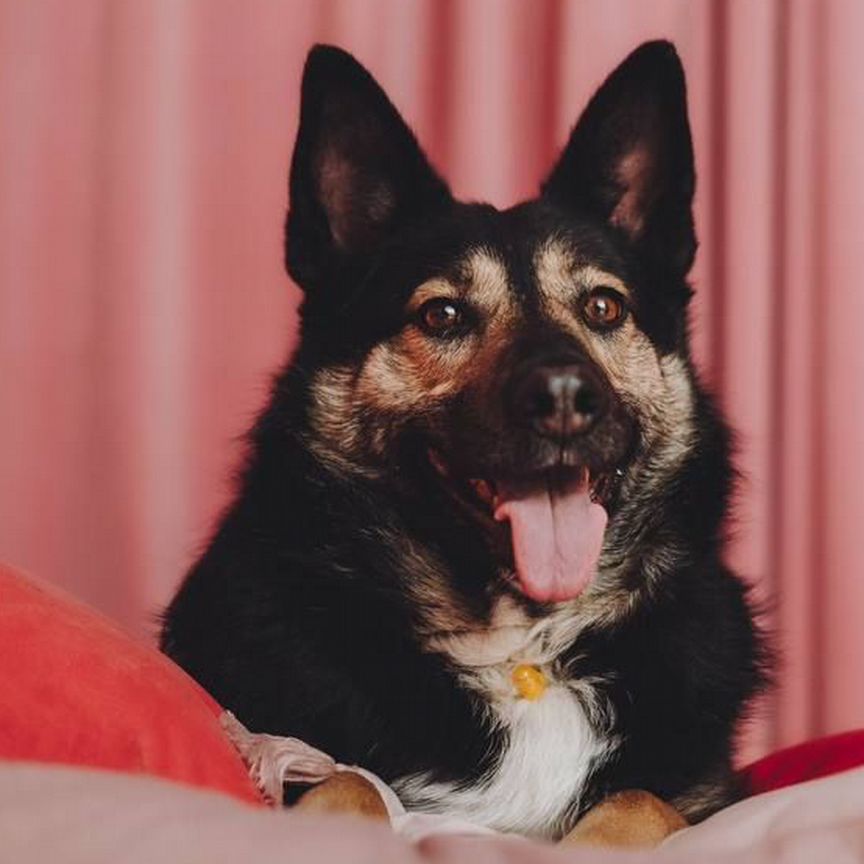 Взрослая собака в добрые руки