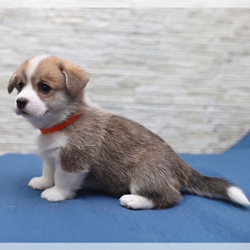 Вельш Корги Пемброк, щенок