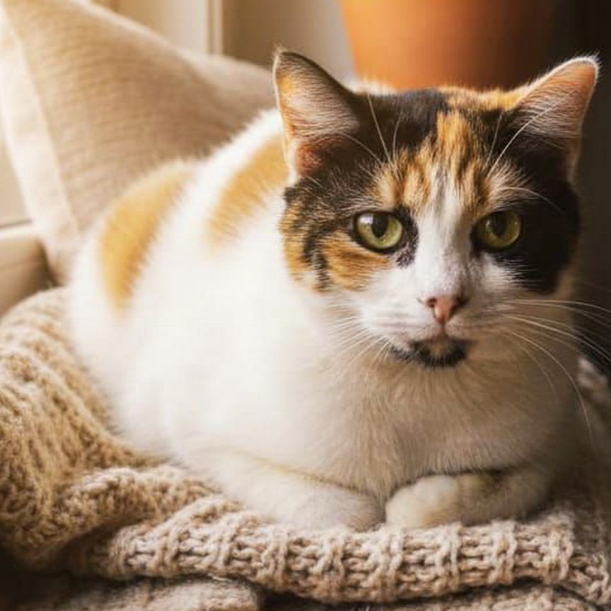 Взрослая кошка в добрые руки