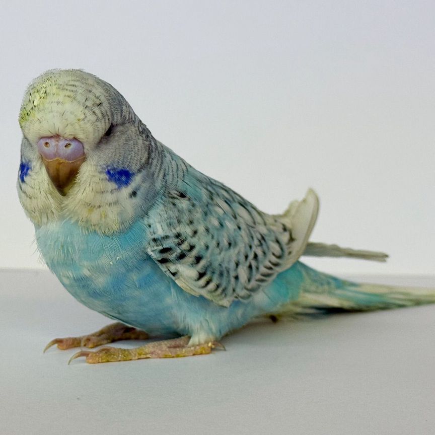 Выкормыши Чехи Супер Ручные Мальчики