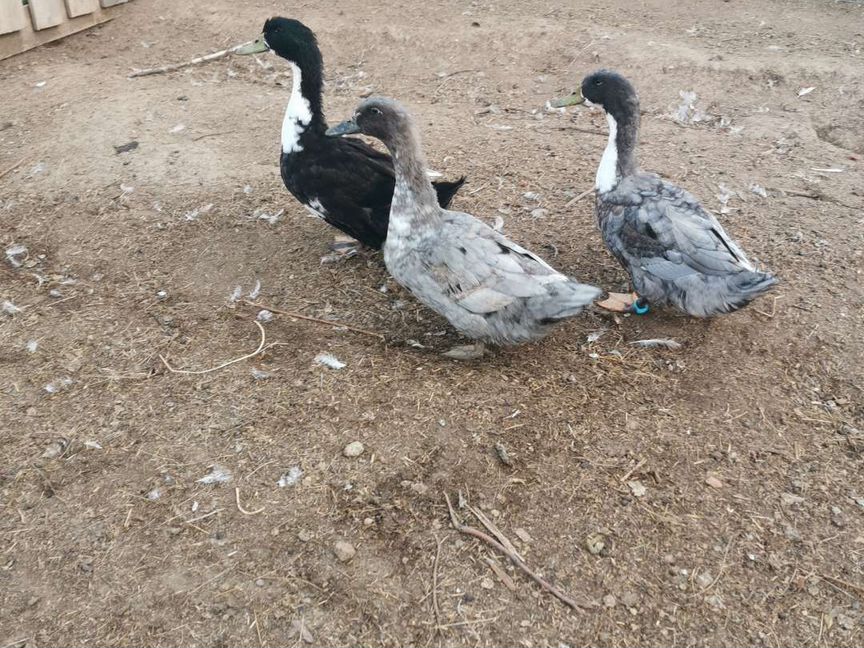 Утки фаворит