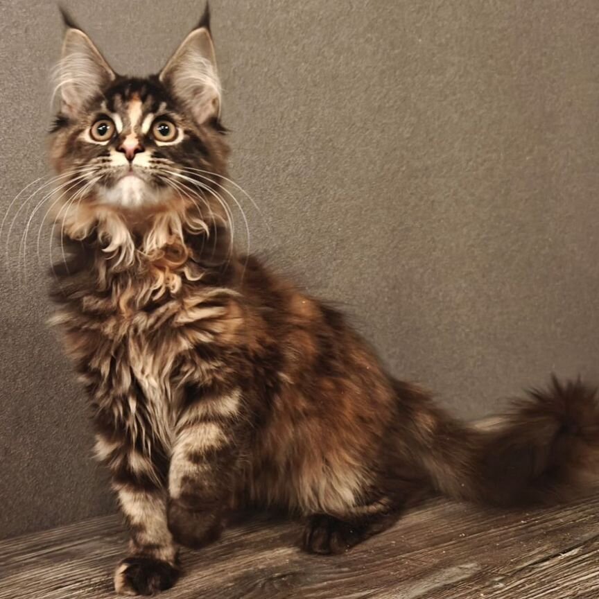 Мейн-кун