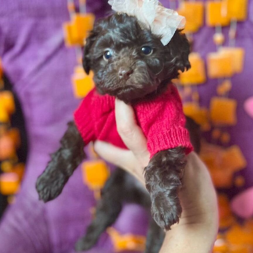 Мальтипу, щенок