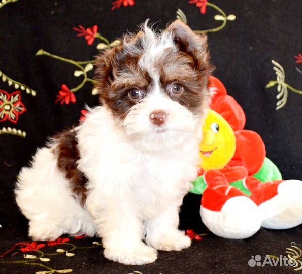 Красотки йорочки биро