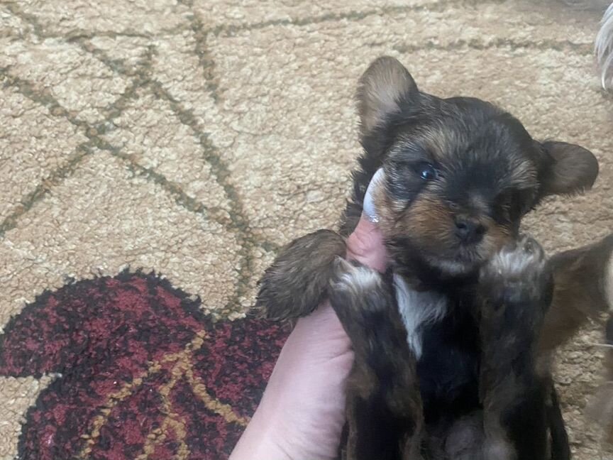 Милый щенок, мальчик